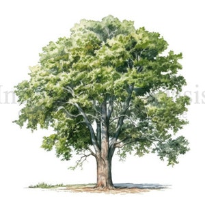 Ash Trees Clipart, 10 High Quality Jpgs, Botanical Art, Digital ...