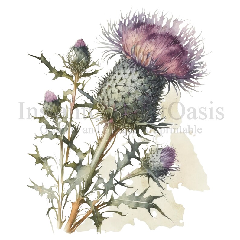 Thistle Clipart, 10 High Quality Pngs, Botanical Art, Digital Download ...