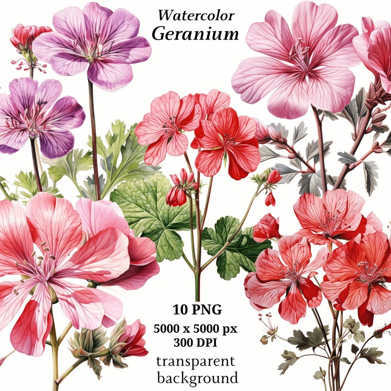 Geranium Clipart - Etsy