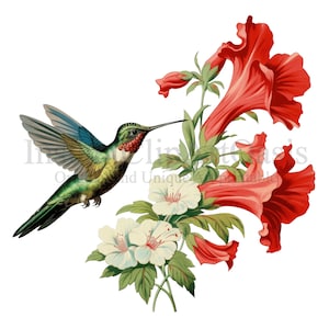 Vintage Hummingbird Clipart - 10 High Quality Pngs, Instant Digital ...