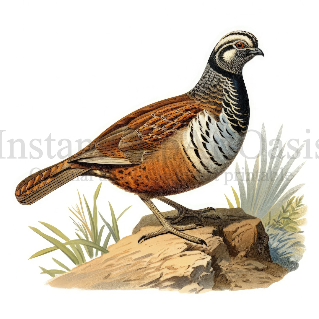 Quail Clipart - 10 High Quality Jpgs, Nursery Art, Digital Download ...
