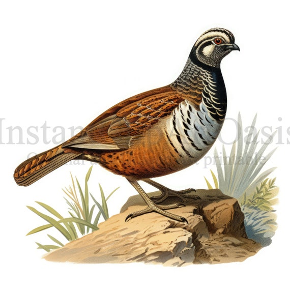 Clip Art De Codorniz