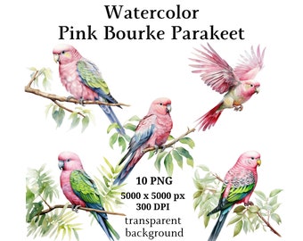 10 Pet Parakeet Birds Bundle Ai Pdf Png - Etsy