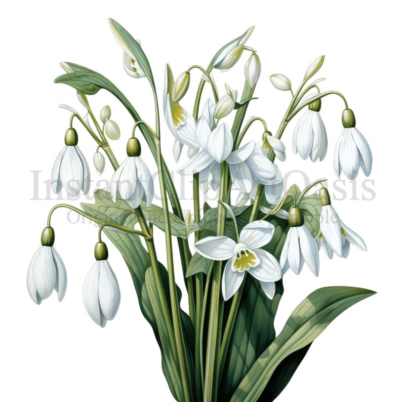 Snowdrop Clipart, 10 High Quality Pngs, Botanical Art, Digital Download ...