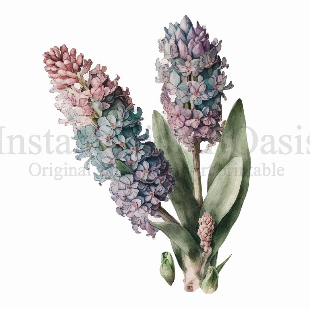 Hyacinths Clipart, 10 High Quality Jpgs, Junk Journaling, Digital ...