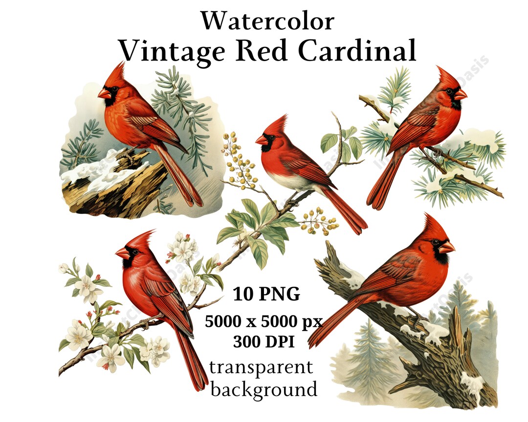 Vintage Red Cardinal Clipart, 10 High Quality Pngs, Nursery Art ...