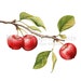 Apple Branches Clipart 10 High Quality Pngs Digital - Etsy