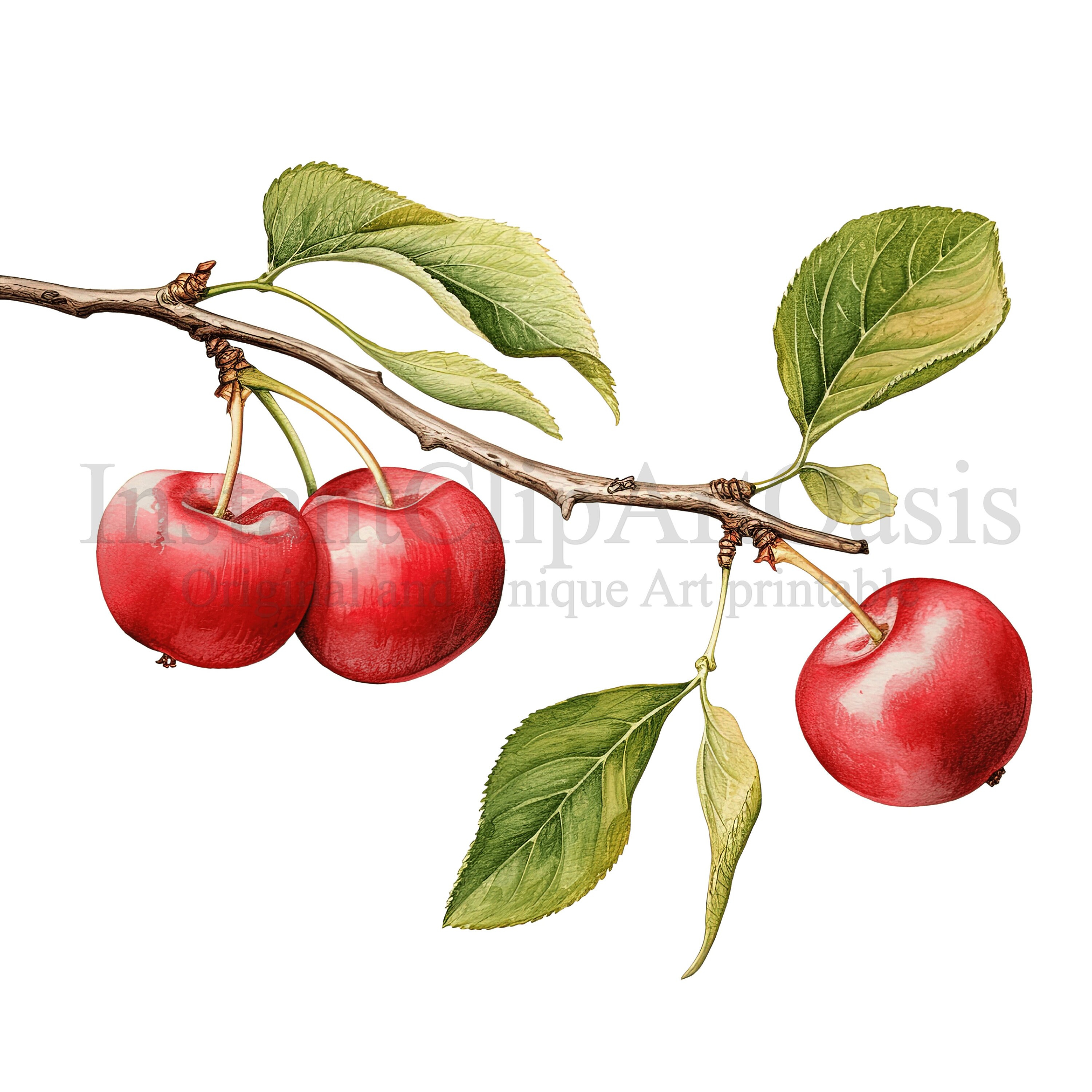 Apple Branches Clipart - 10 High Quality Pngs, Digital Download ...