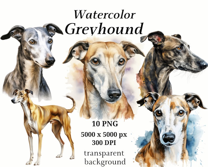 Greyhound Clipart - 10 High Quality Pngs, Digital Planner, Watercolor ...