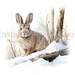 Winter Rabbits Clipart, 10 High Quality Jpgs, Digital Planners, Junk ...