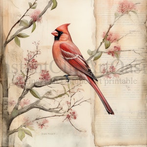 Red Cardinal Papers, 10 High Quality Jpgs, Vintage Illustration ...