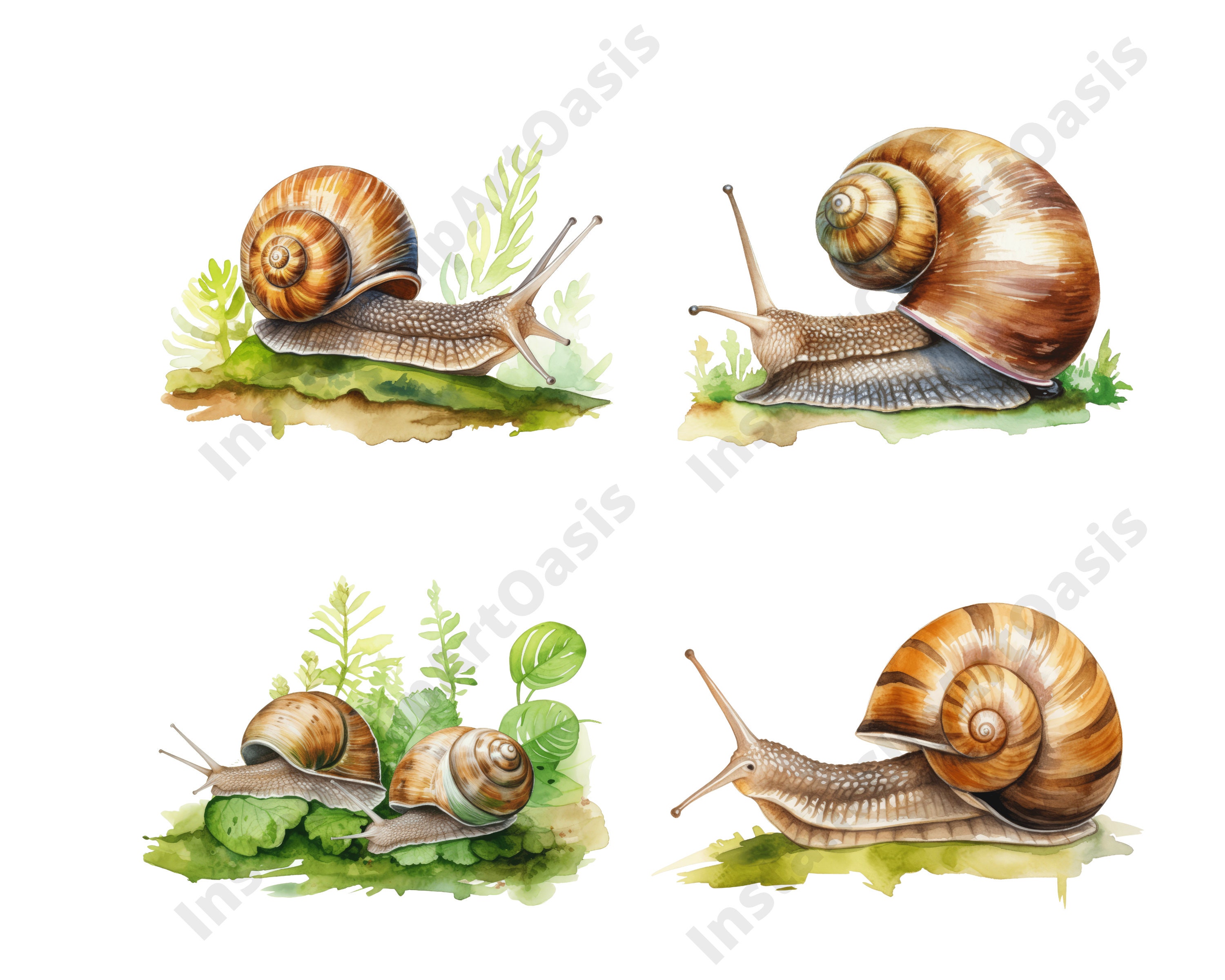 Watercolor Snails Clipart, 10 High Quality Pngs, Digital Download ...