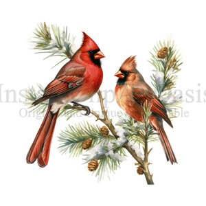 Winter Red Cardinals Clipart, 10 High Quality Jpgs, Instant Digital ...