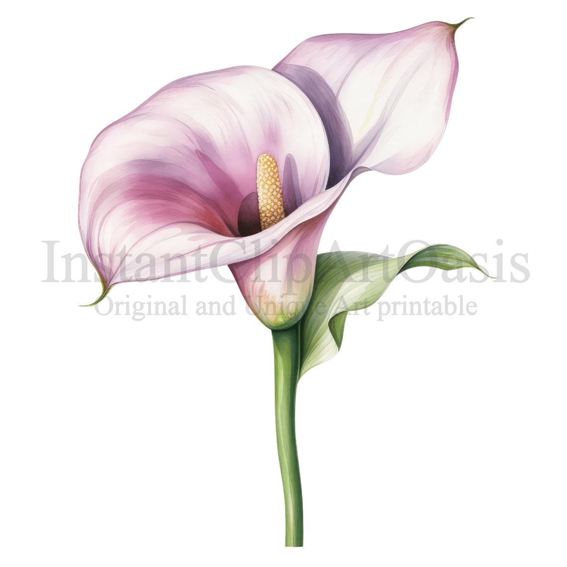Calla Lillies Clipart, 10 High Quality Pngs, Botanical Art, Digital ...