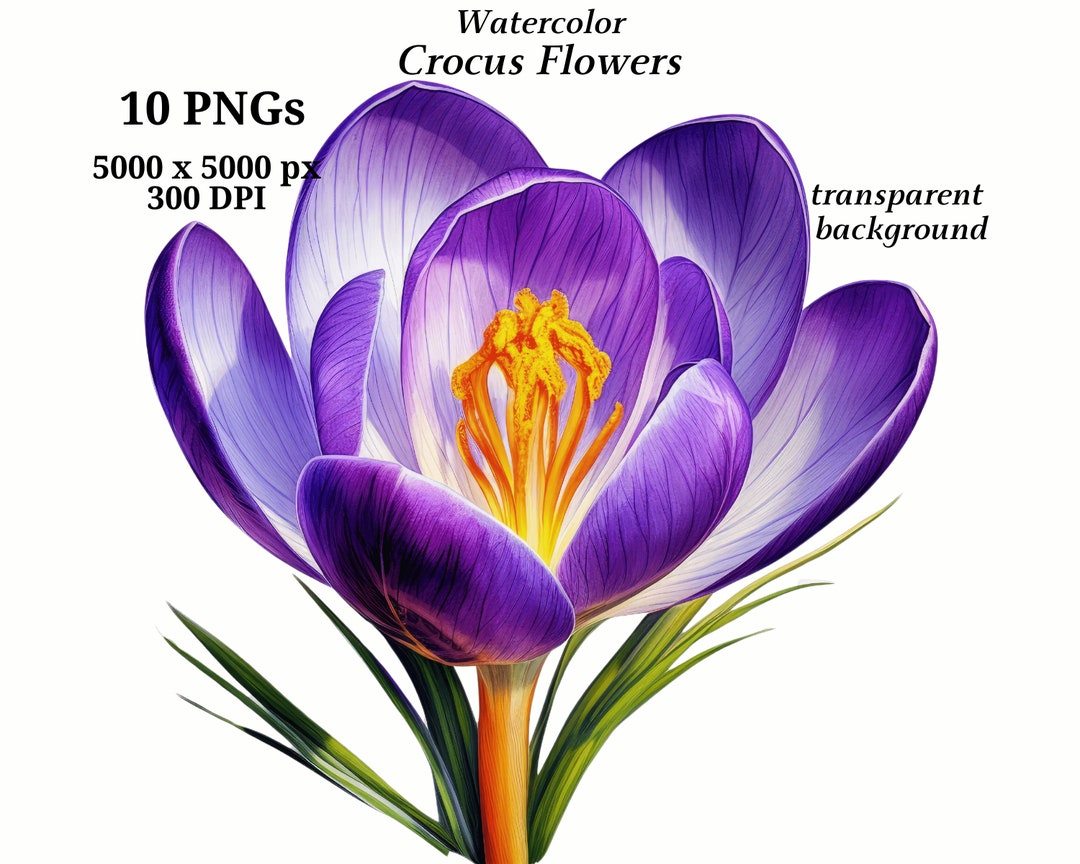 Crocus Flowers Clipart, 10 High Quality Pngs, Botanical Art, Digital ...