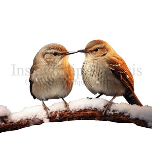 Wren Clipart | Set-2 | 10 High Quality Pngs, Digital Download, Card ...