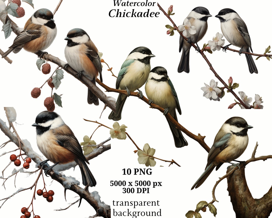 Chickadee Clipart | Set-2 | 10 High Quality Pngs, Digital Download ...