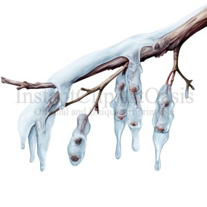 Branch & Icicles Clipart, 10 High Quality Pngs, Botanical Art, Digital ...
