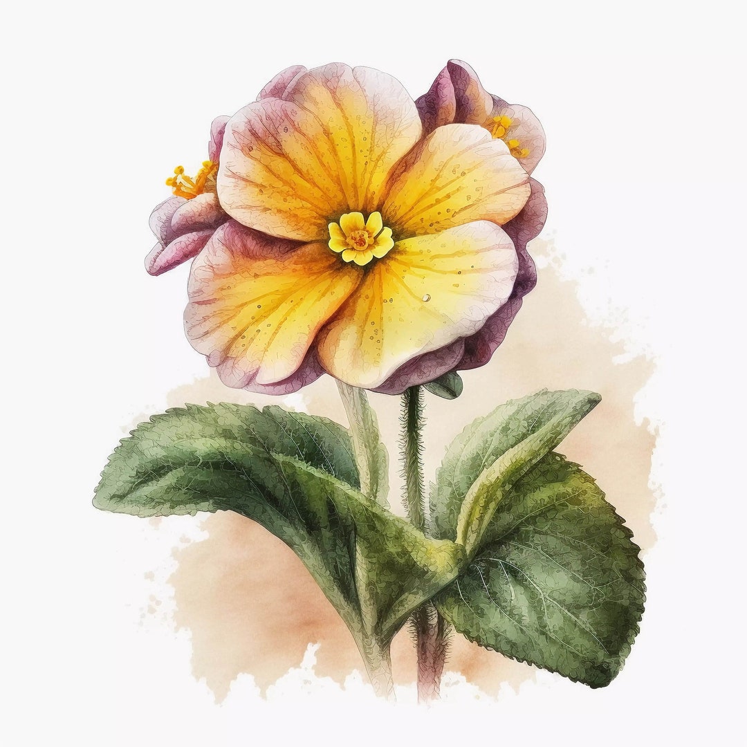 Primrose Clipart, 10 High Quality Jpgs, Junk Journaling, Digital ...