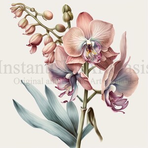 Orchid Clipart, 10 High Quality Jpgs, Digital Download, Botanical Art ...
