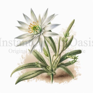 Edelweiss Clipart, 10 High Quality Jpgs, Digital Download, Botanical ...