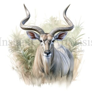 Great Kudu Antelope Clipart, 7 High Quality Jpgs, Instant Digital ...