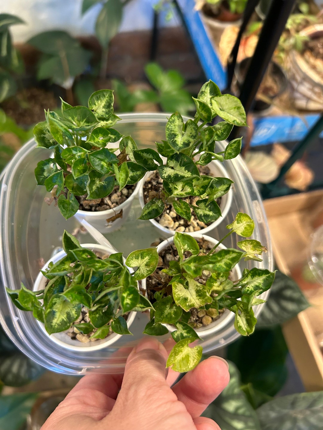 Miniature Syngonium Arrowhead Starter Plant (all Starter Plants Require ...