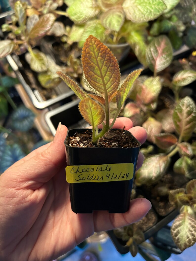 Episcia: Chocolate Soldier Starter Plant (all Starter Plants Require ...