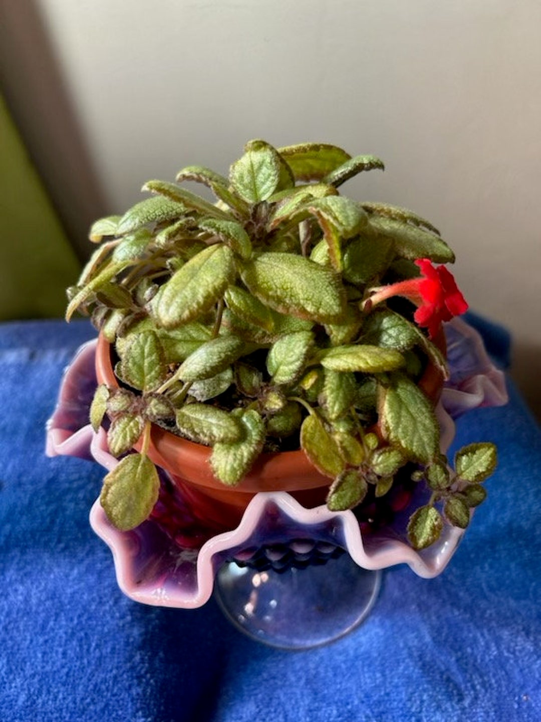 Episcia: Silver Skies Starter Plant (all Starter Plants Require You to ...