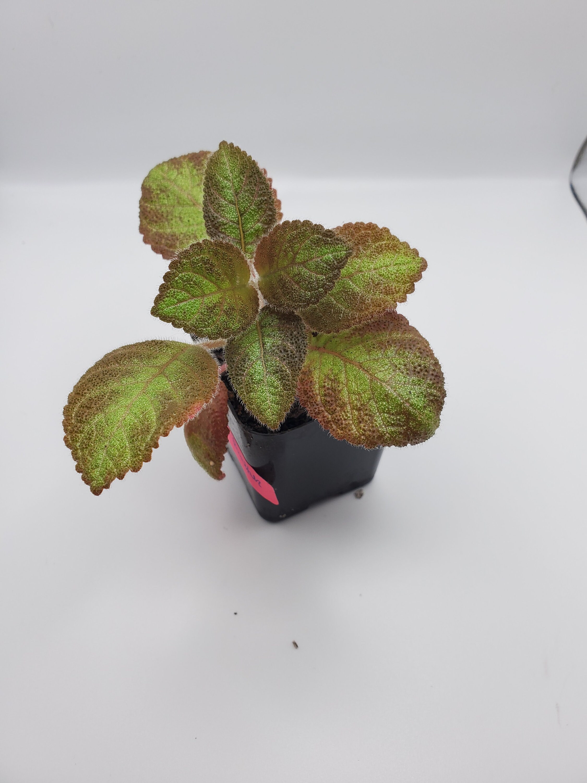 Episcia: Pink Panther Starter Plant all Starter Plants Require You to ...