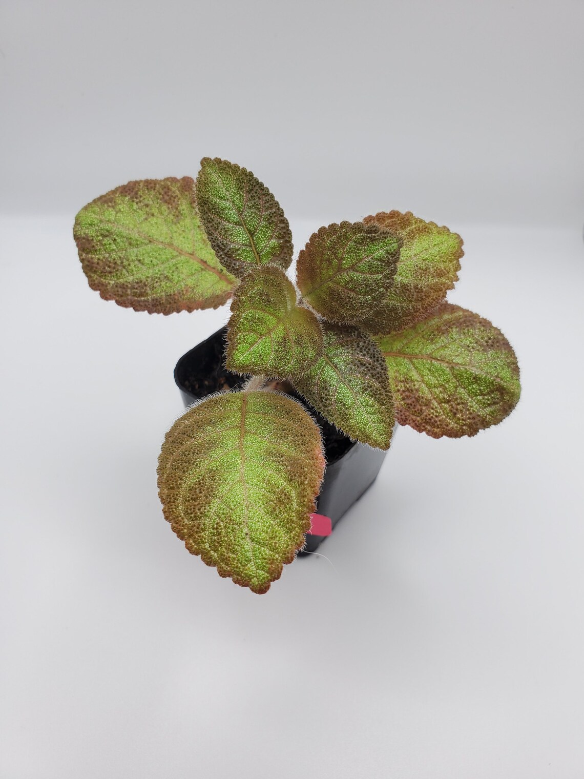 Episcia: Pink Panther Starter Plant all Starter Plants Require You to ...