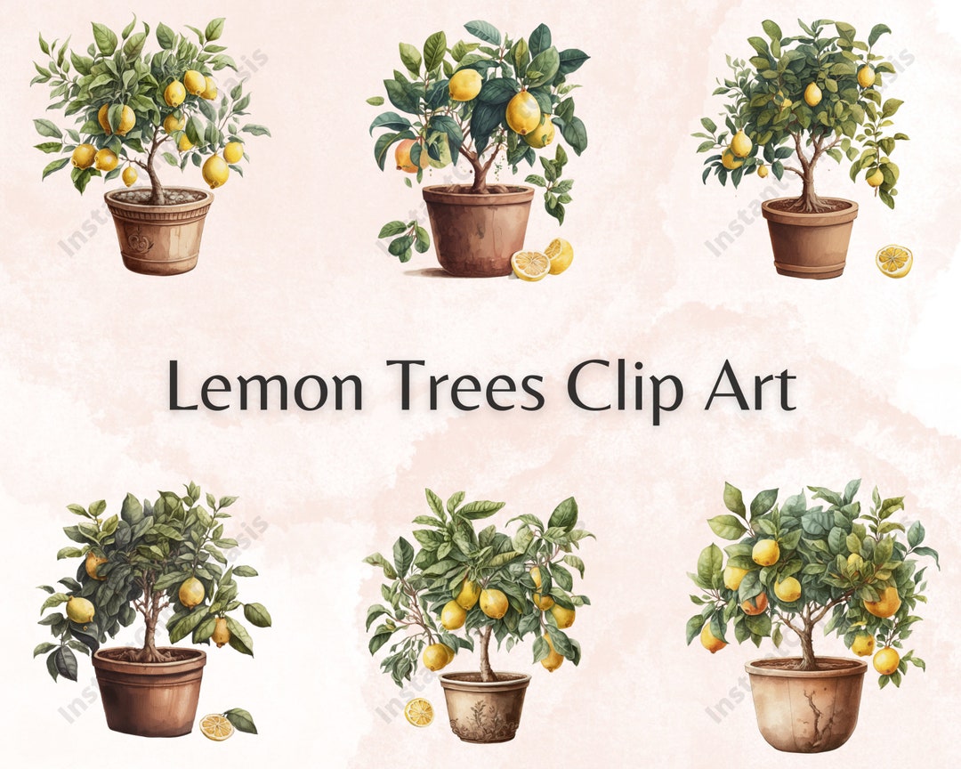 10 PNG Lemon Trees Clipart Lemon Clip Art Bundle Clip Art - Etsy