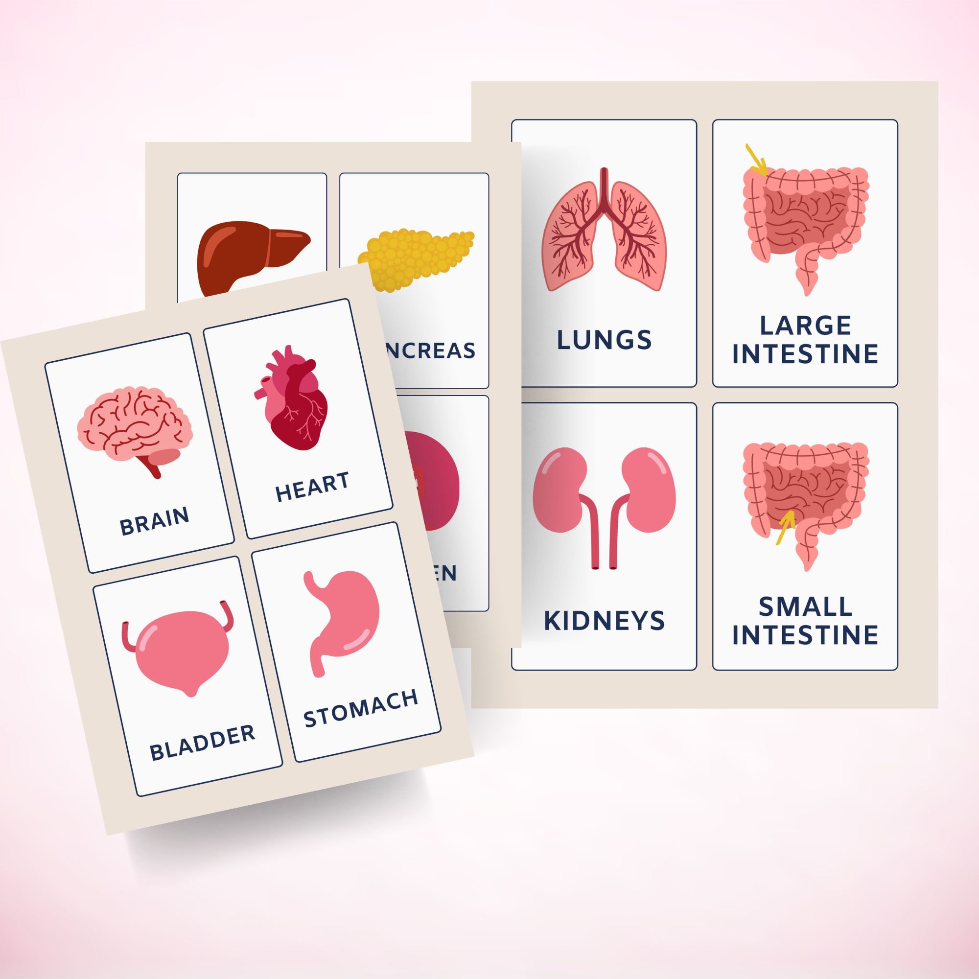 Printable Medical Illustration Anatomy Posters Digital - Etsy UK