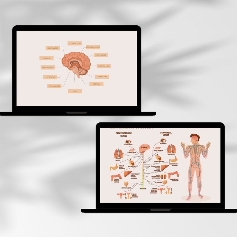 Printable Human Anatomy Flashcard Bundle Instant - Etsy