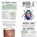 Christian Bugs Unit Study: Homeschool Printable (pre-k - 1st) - Etsy