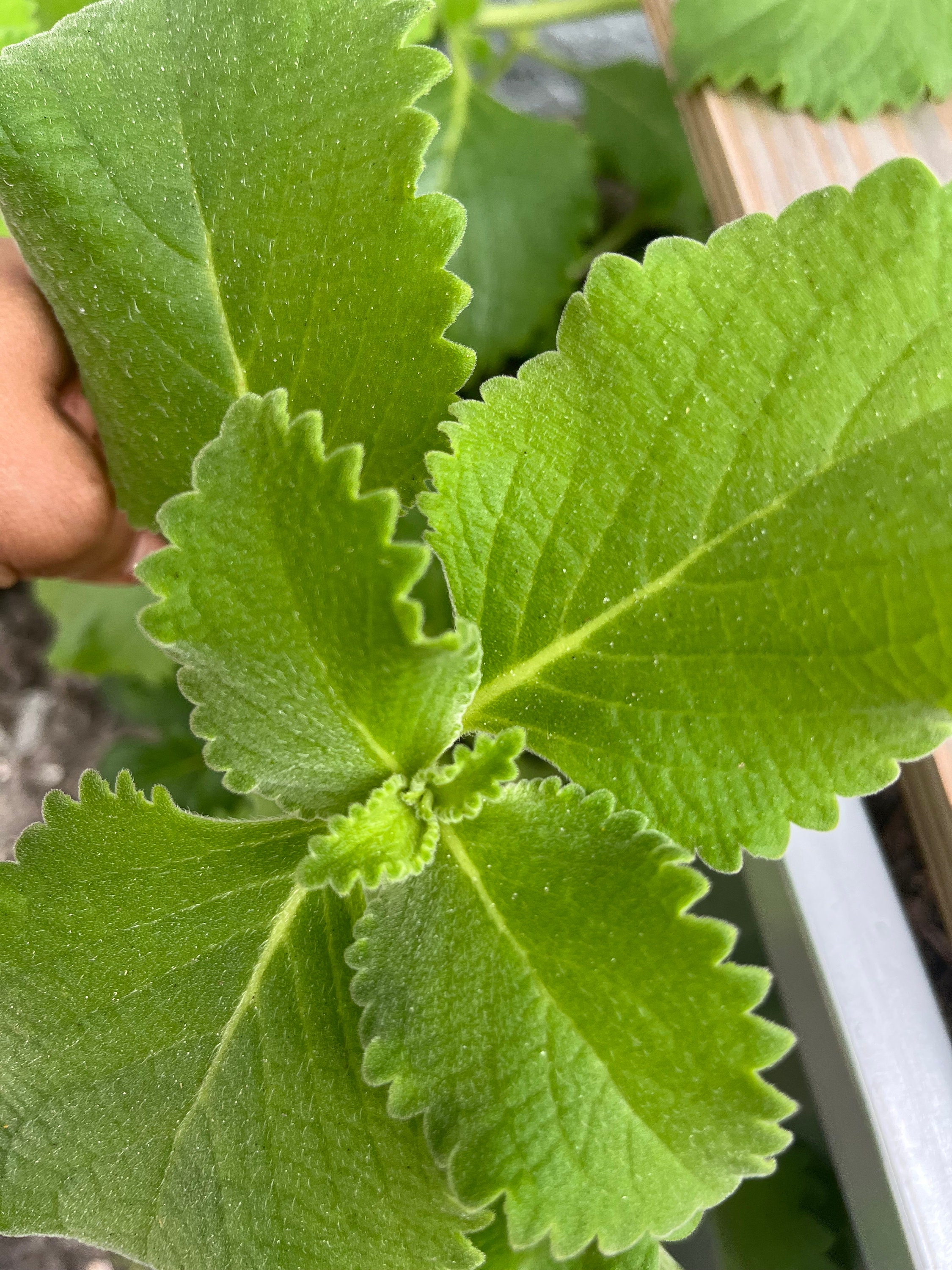Fresh Organic Cuban Oregano Cuttings | Spanish Tyme | Mexican Mint ...