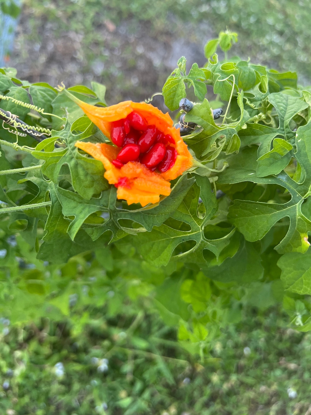 Cerasee jamaicano para chá de ervas, folhas de Cerasee, videira, ervas ...