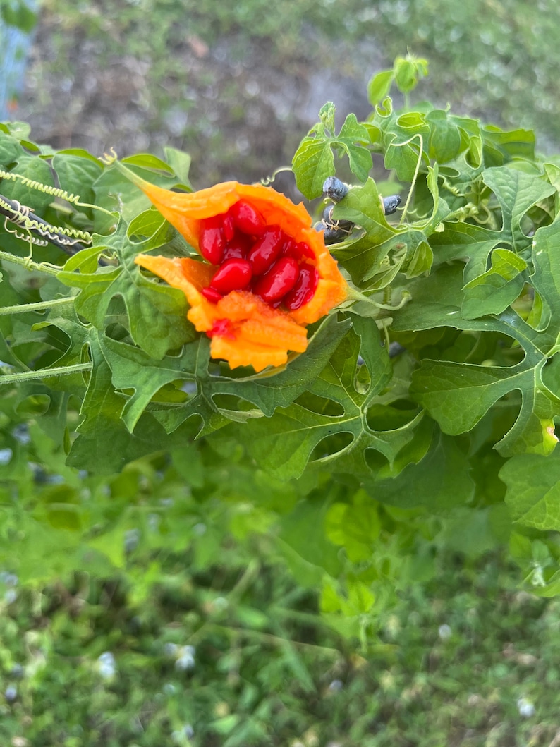 Wildcrafted Jamaican Cerasee (momordica Charantia) | Bitter Melon Dried ...