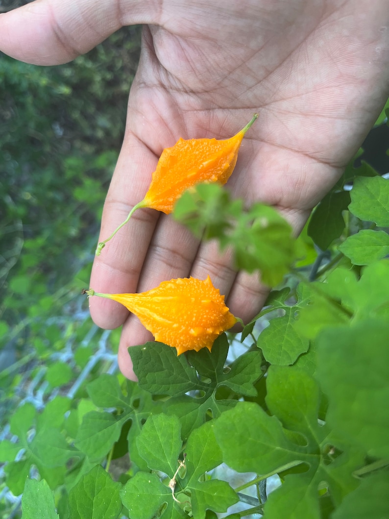 Jamaican Cerasee for Herbs Tea, Cerasee Leaves, Vine,detox Herbs ...