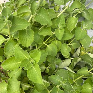 Fresh Organic Cuban Oregano Cuttings | Spanish Tyme | Mexican Mint ...