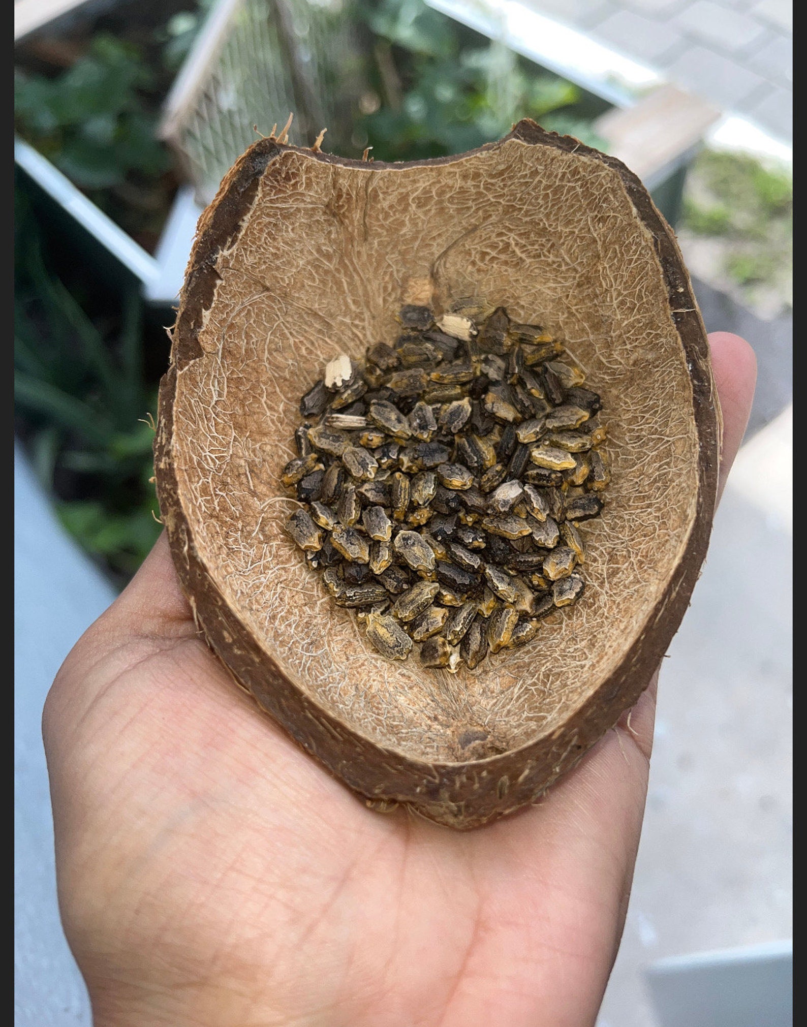 Wildcrafted Jamaican Cerasee (momordica Charantia) | Bitter Melon Dried ...