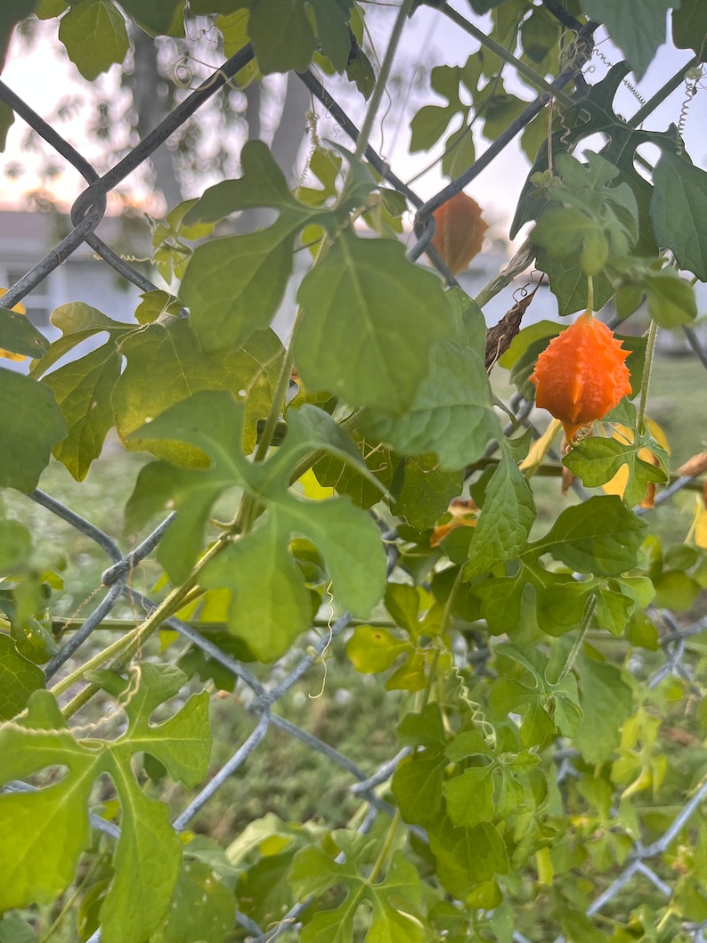 Wildcrafted Jamaican Cerasee (momordica Charantia) | Bitter Melon Dried ...