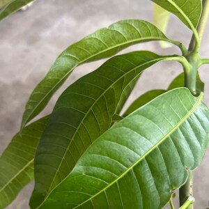 Fresh 20 Mango Leaves, Mangifera Indica Natural Wonderful Tea, 100% ...