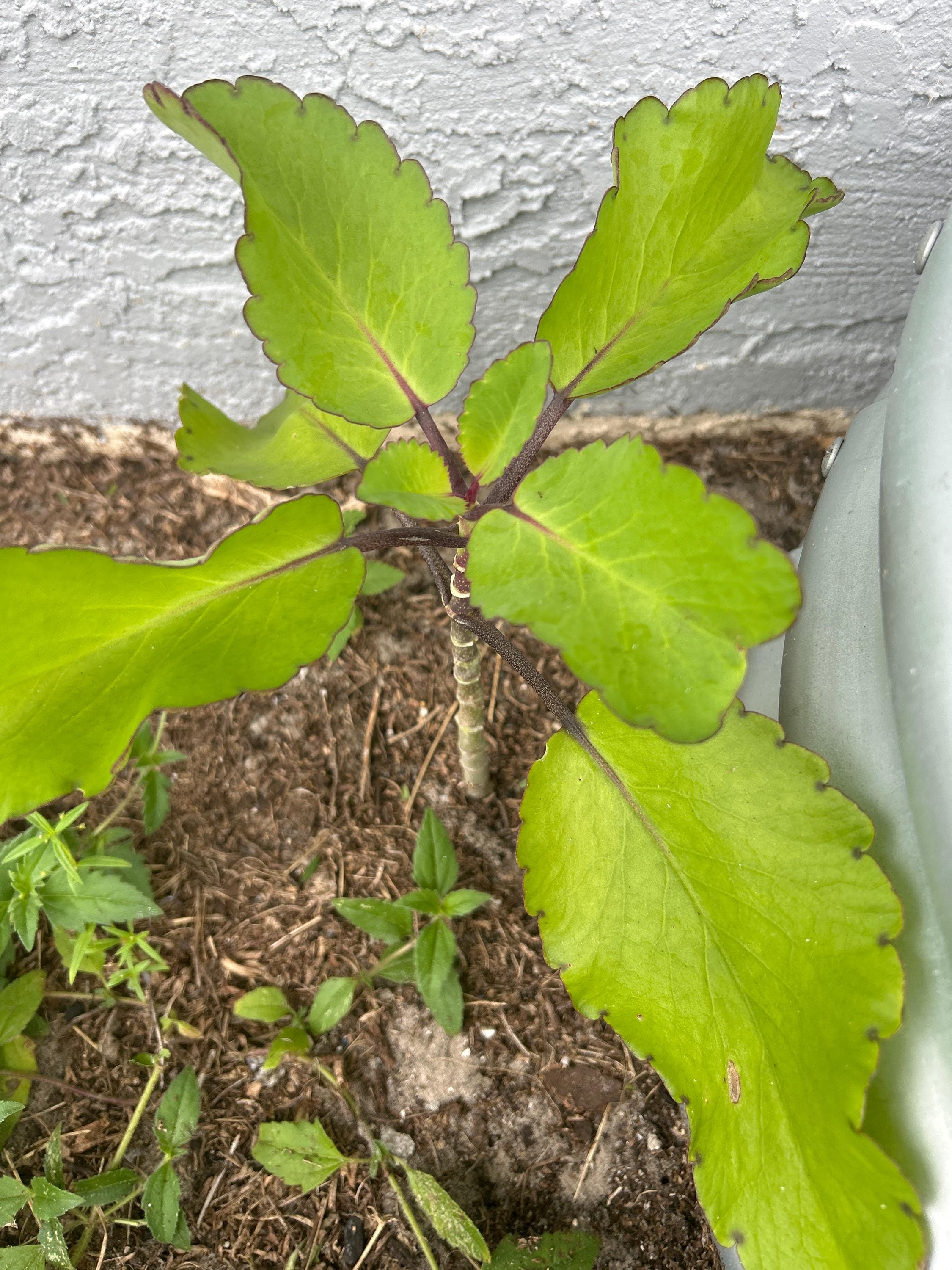 Leaf of Life Leaves Byrophyllum Pinnatum - Etsy