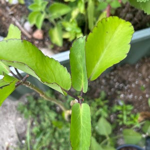 Leaf of Life Leaves | Byrophyllum Pinnatum | - Etsy