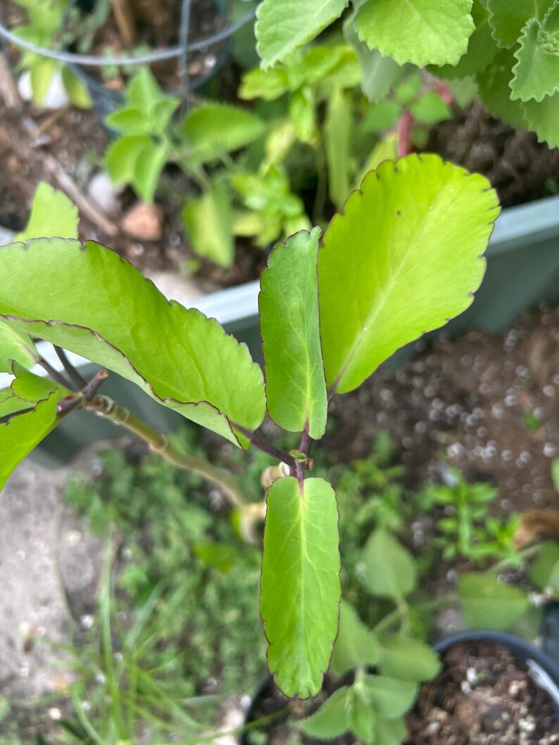 Leaf of Life Leaves Byrophyllum Pinnatum Miracle Leaf - Etsy