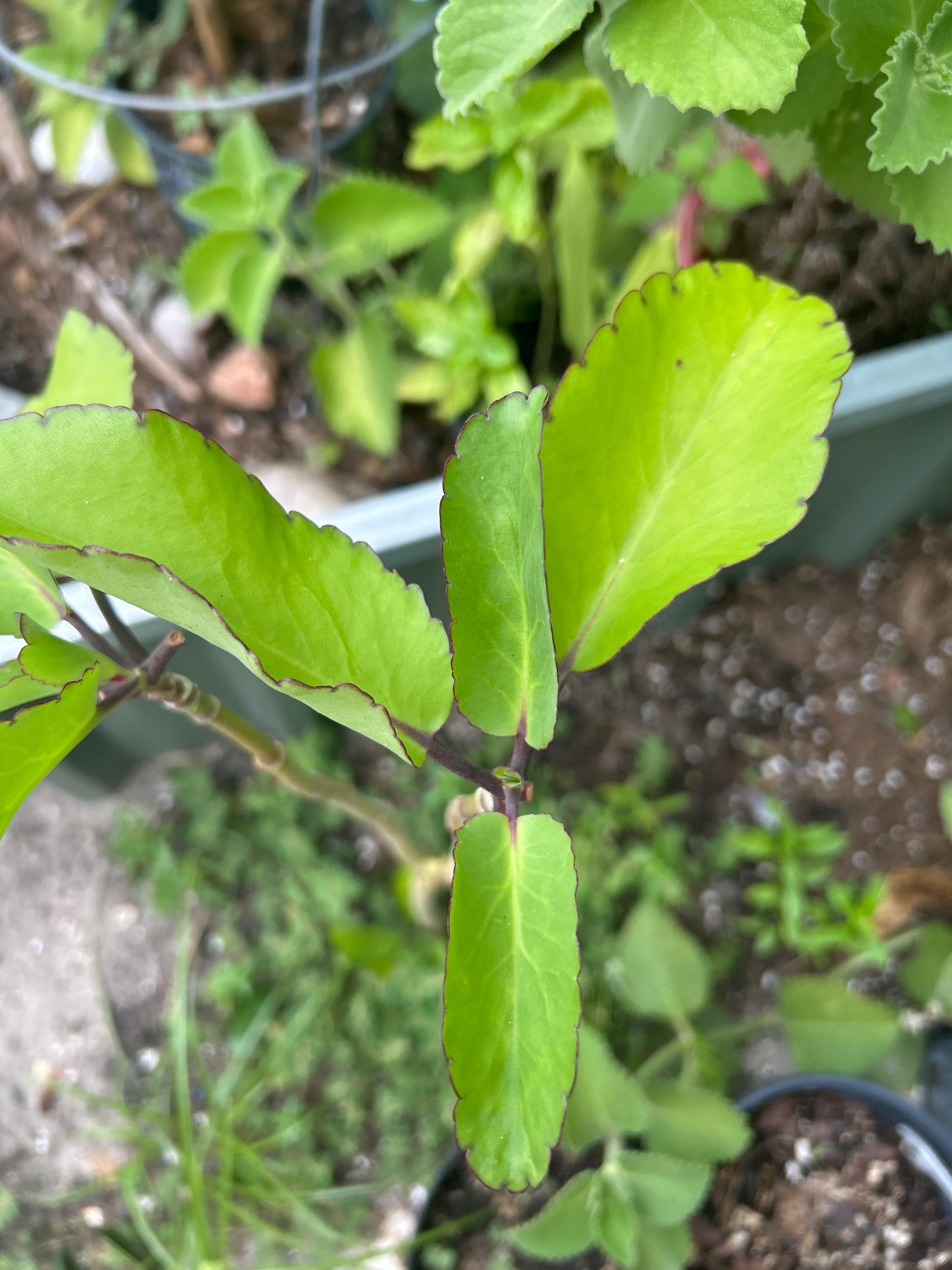 Leaf of Life Leaves Byrophyllum Pinnatum Miracle Leaf - Etsy