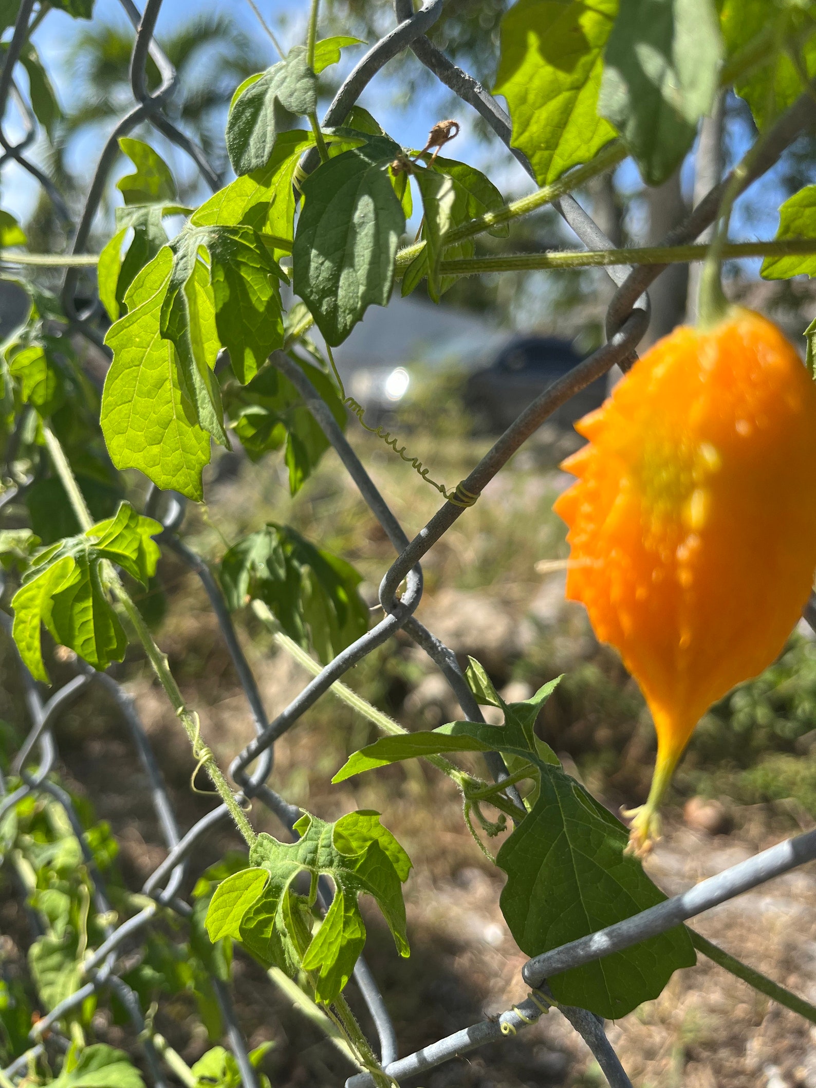 Wildcrafted Jamaican Cerasee (momordica Charantia) | Bitter Melon Dried ...