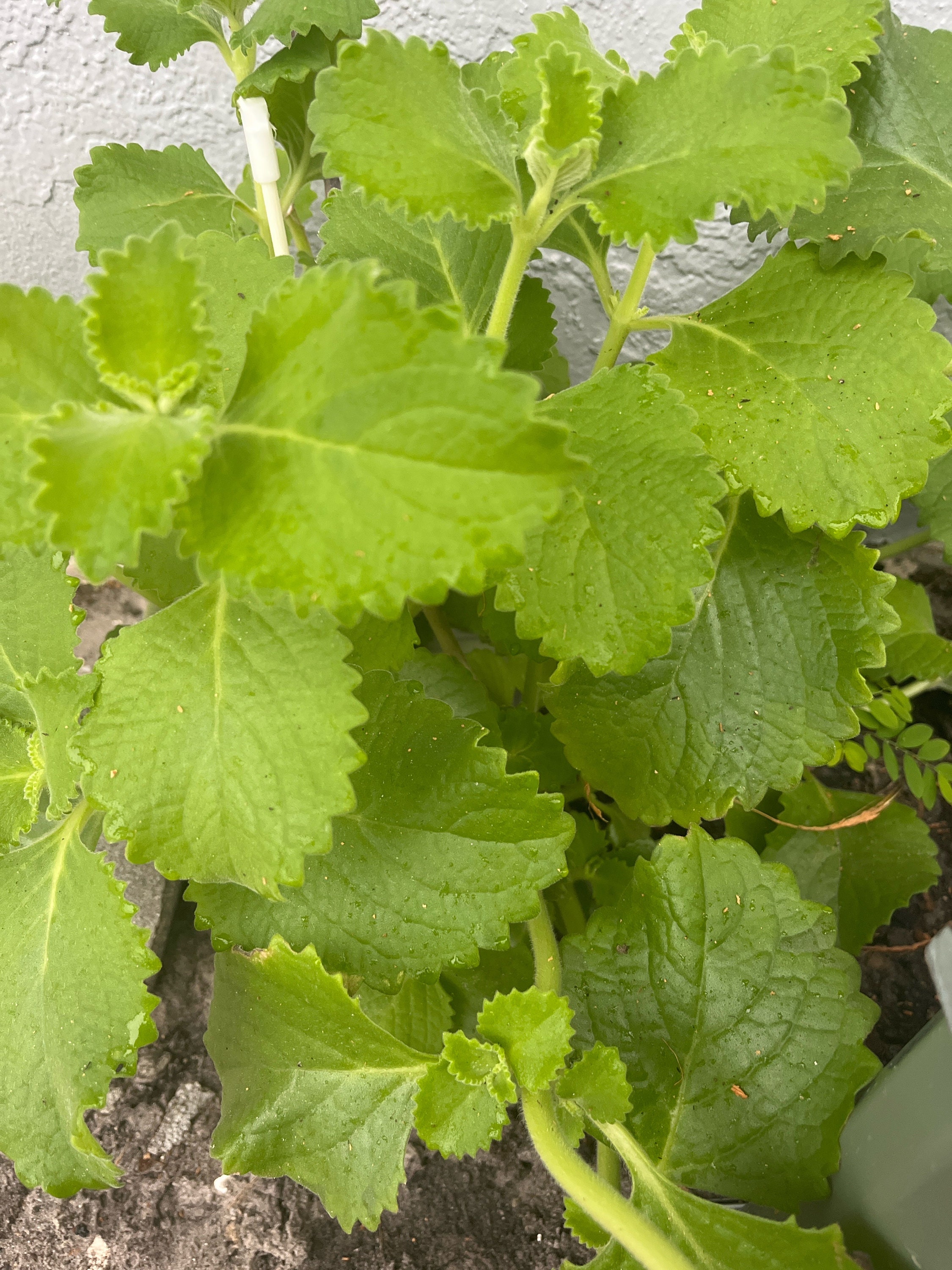 Fresh Organic Cuban Oregano Cuttings | Spanish Tyme | Mexican Mint ...