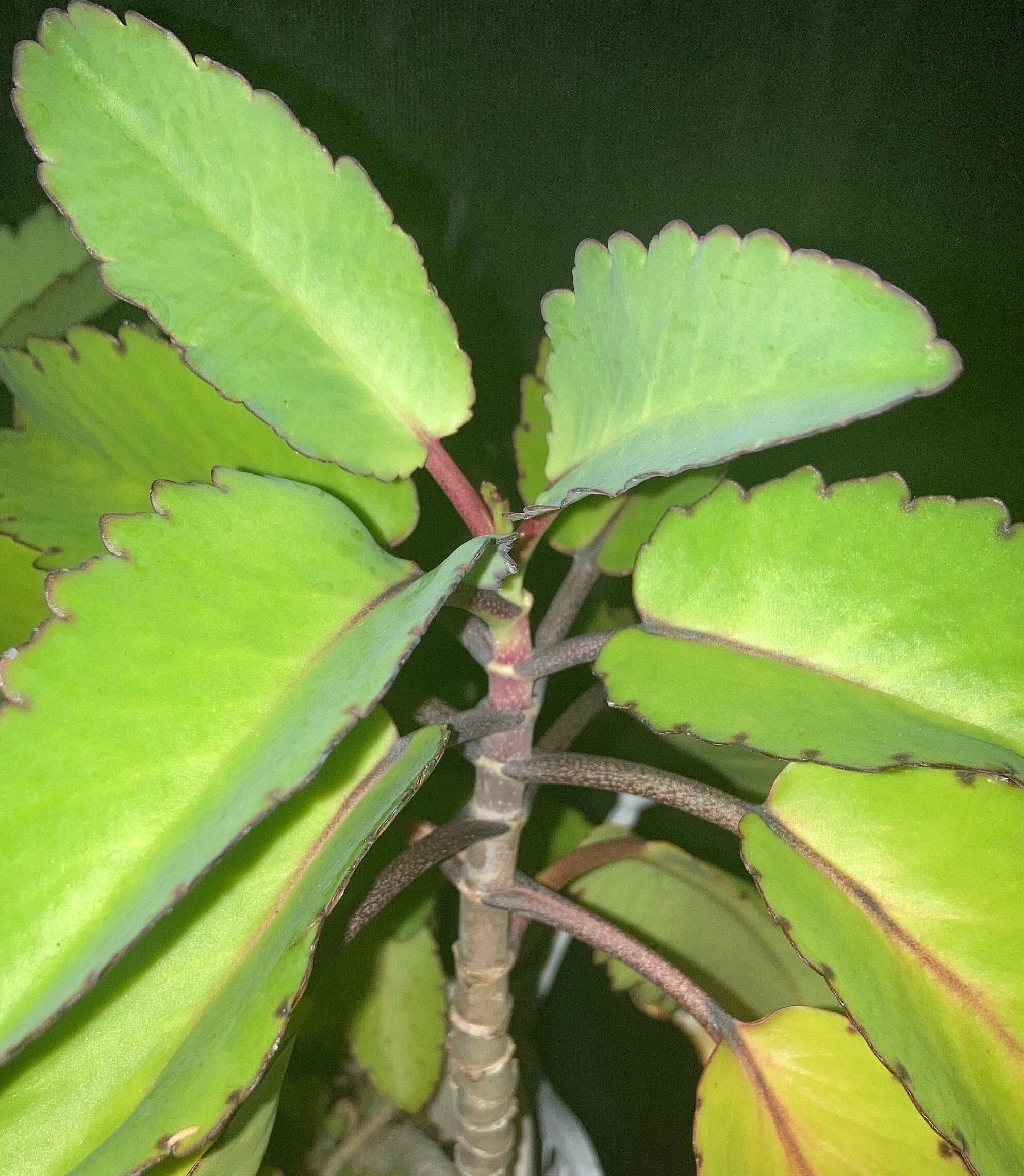 Leaf of Life Leaves Byrophyllum Pinnatum Miracle Leaf - Etsy